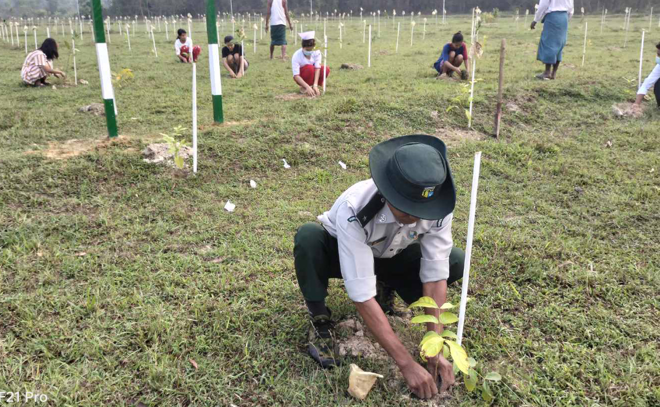 ရခိုင်ပြည်နယ် မောင်တောမြို့၌ မိုးရာသီအကြို စုပေါင်းသစ်ပင်စိုက်ပျိုးပွဲက